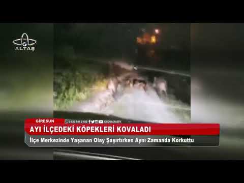 Giresun'da ayı ilçeye indi köpek kovaladı