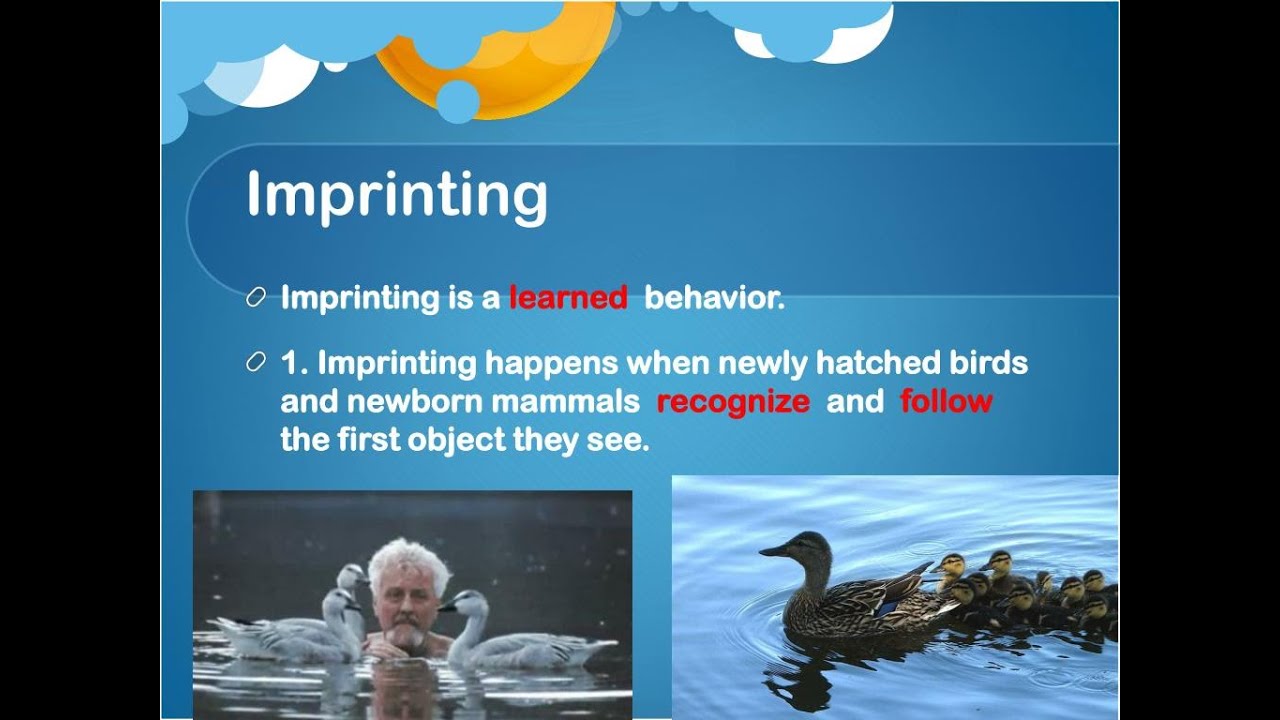 Imprinting and Learning Behavior: What You Need to Know (In Just 4 ...