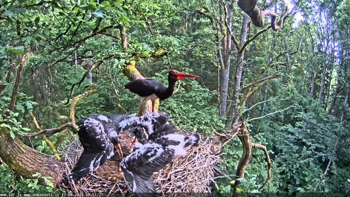 8h56m46s melnais starkis male feed the storklet - YouTube