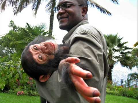 Baby Chimp Rescued From Congo Army - YouTube