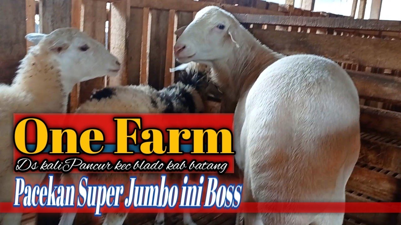 DOMBA SUPER JUMBO CEK YANG TERBARU DI (ONE FARM) KEC BLADO KAB BATANG ...