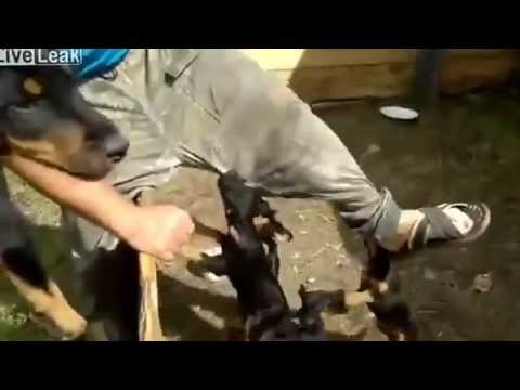 doberman yavrularının saldırısı