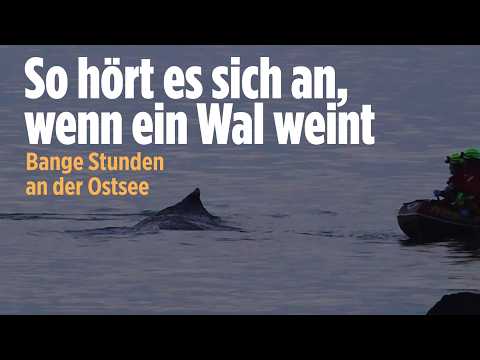 WAL-DRAMA AN DER OSTSEE: Bangen um gestrandeten Buckelwal! Diese Taktik könnte jetzt helfen!