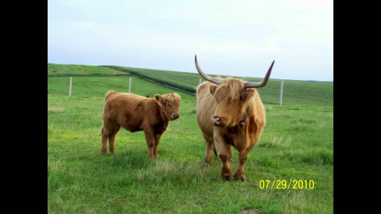 Why cross a Highland? - YouTube