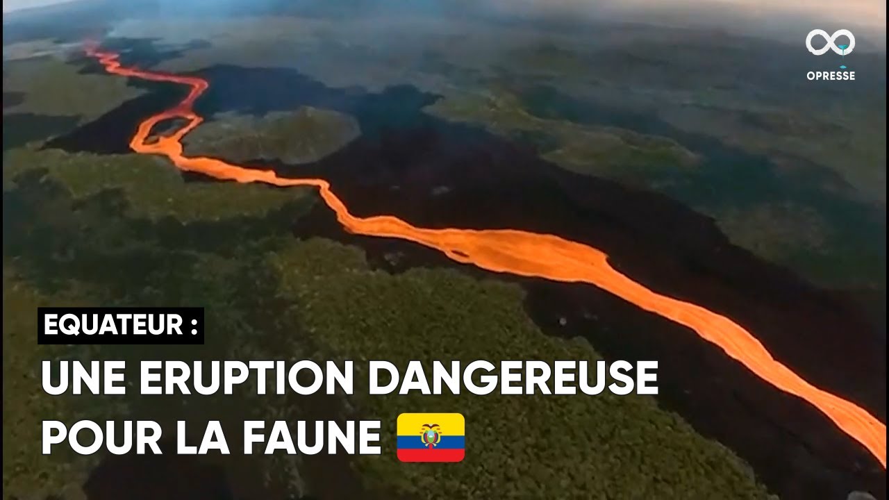 La lave du volcan Wolf menace l'iguane rose, une espèce en danger - YouTube
