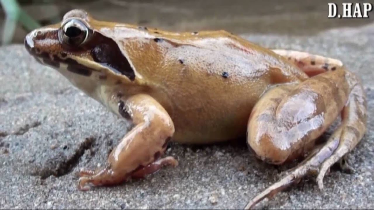 [한국_Korea] 북방산개구리 (Dybowski's Brown Frog) - YouTube