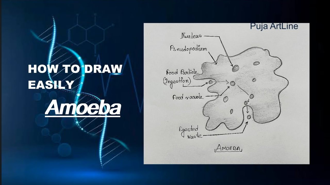 How to draw amoeba step by step/diagram of amoeba/Biology class/Labeled ...