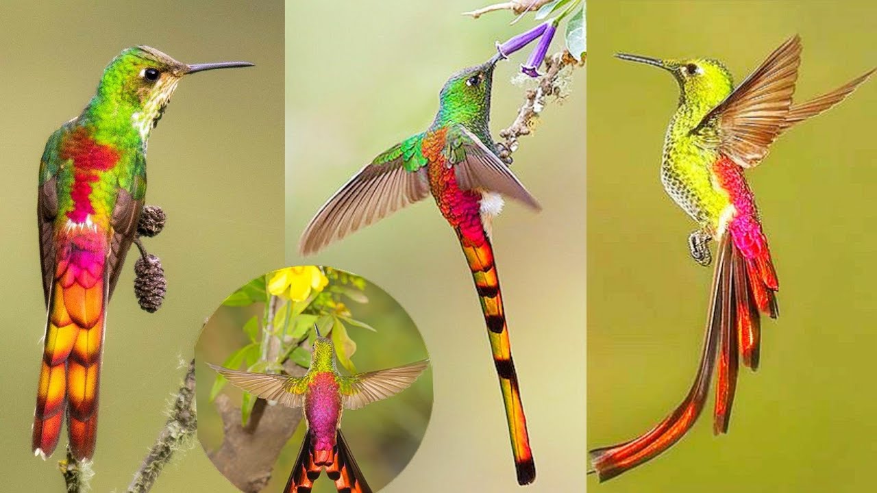 red-tailed comet is a medium-sized hummingbird belonging to the family ...