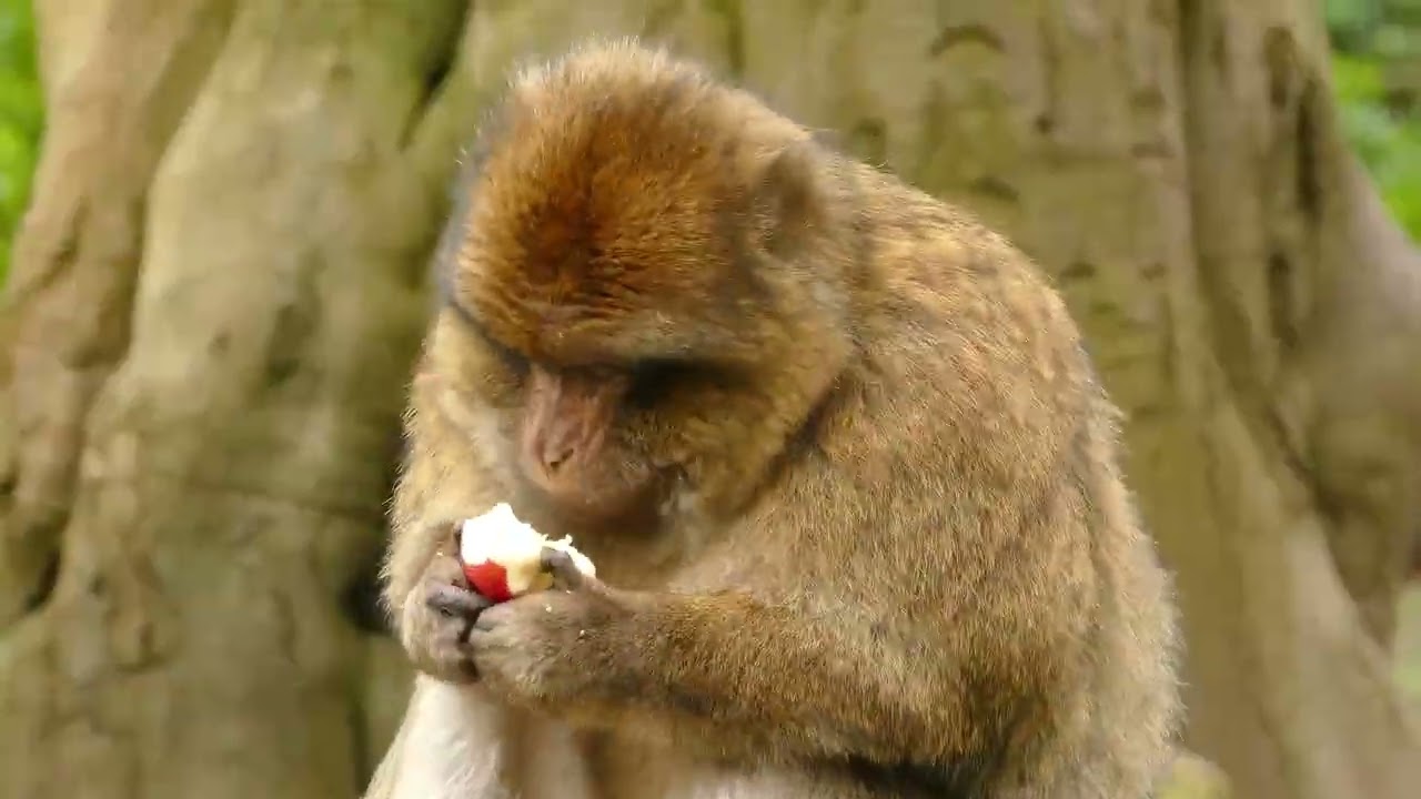 Finally Showing You Baboons Eating - YouTube