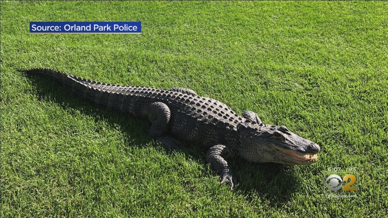 Donkeys, Tigers And Alligators: Chicago's Exotic Animal Sightings - YouTube