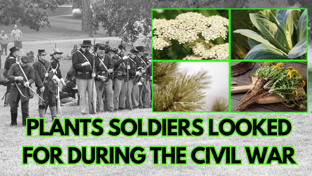 Plants Soldiers Looked for During the Civil War - YouTube
