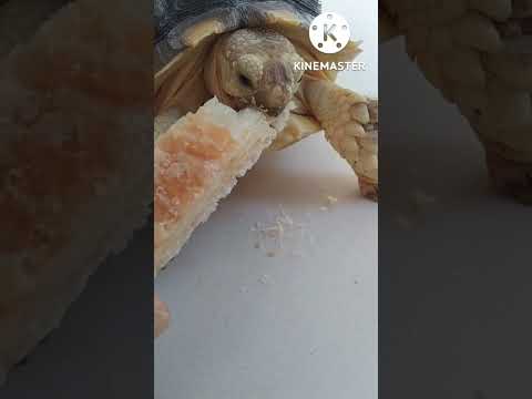 turtle eating crispy biscuit#satisfying sound#shorts - YouTube