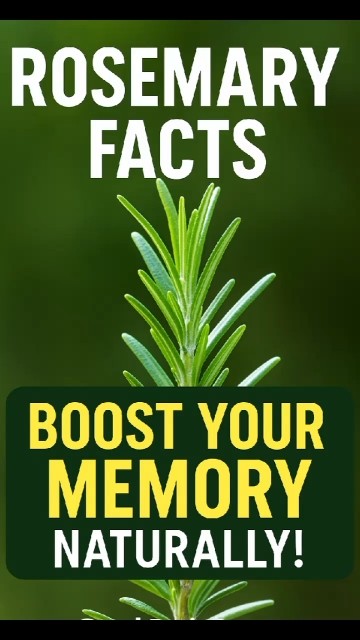 ROSEMARY FACTS | Boost Your Memory Naturally #shorts #rosemary #plants ...