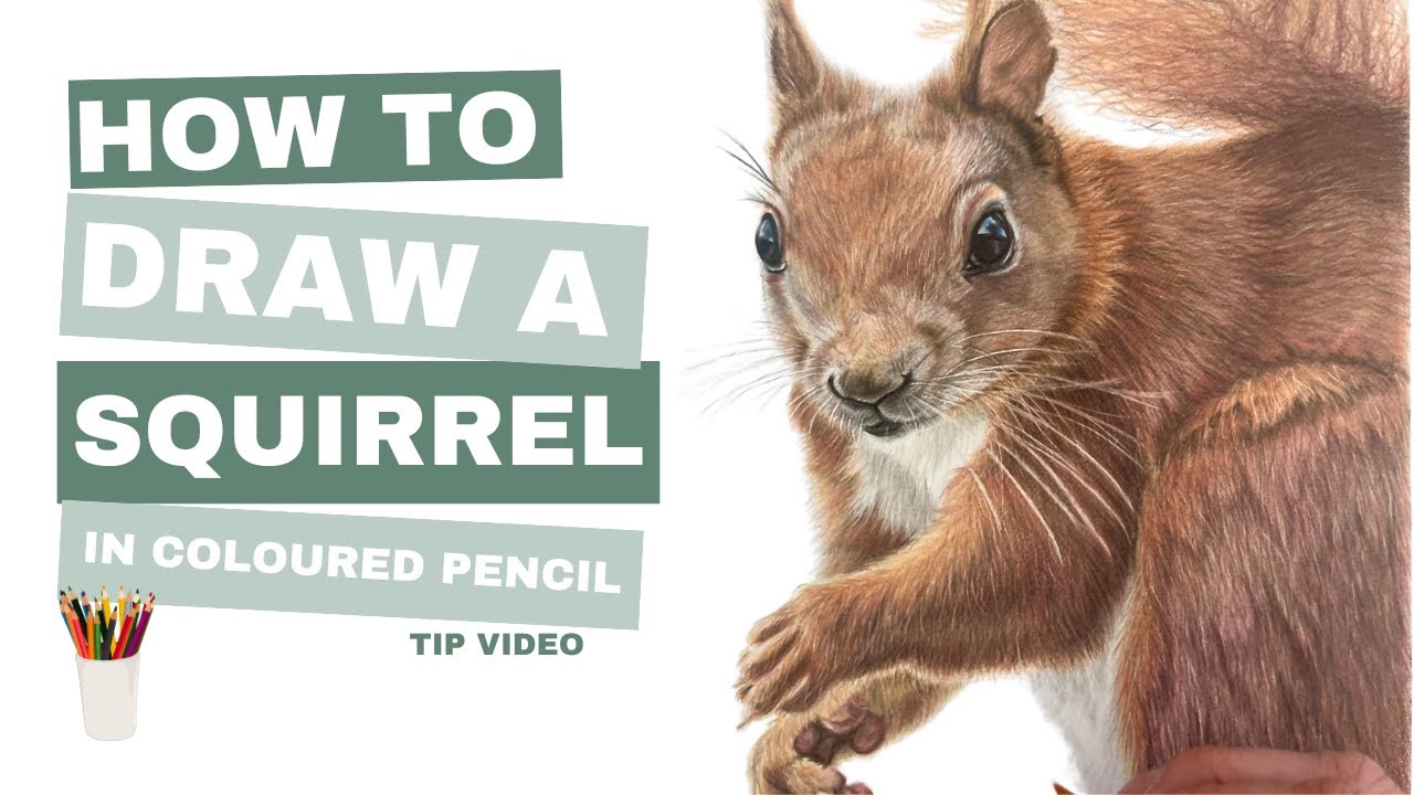 Red Squirrel Tip Video - How to draw a Red Squirrel in Coloured Pencils ...