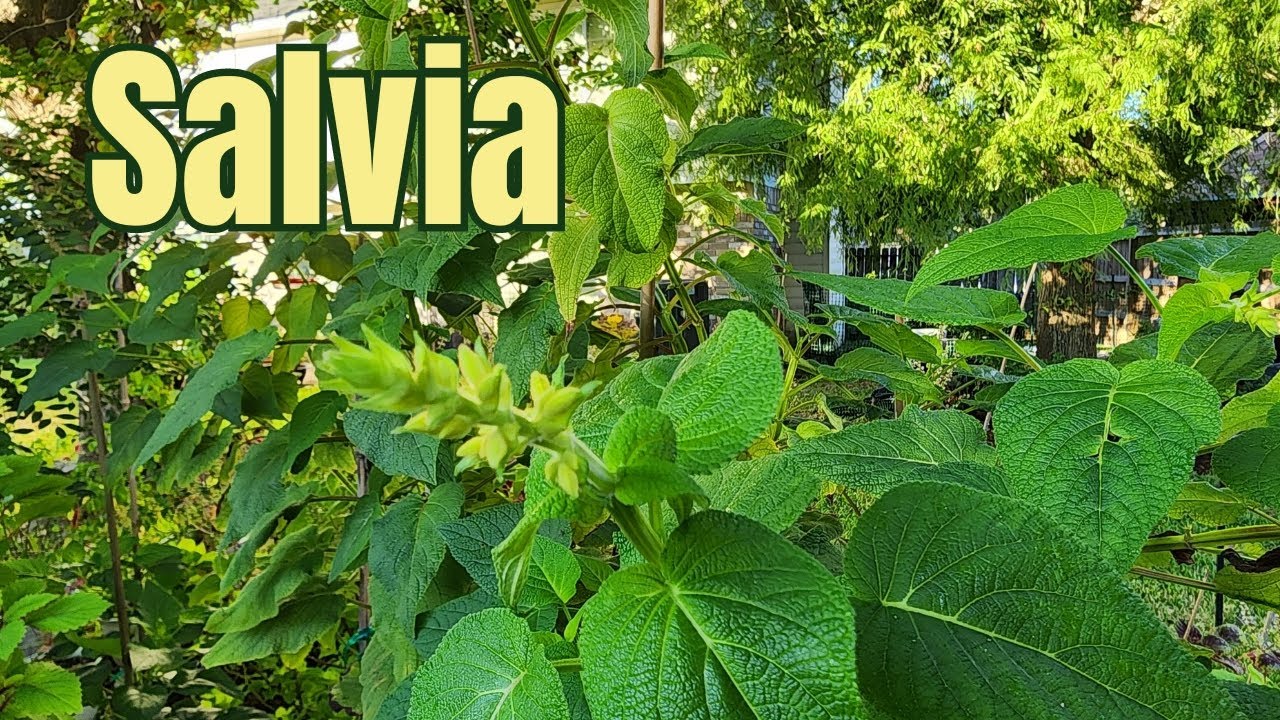 Salvia fall update - Texas Gulf Coast Zone 9a - YouTube