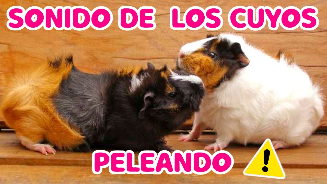 🔊😡 SONIDO de los CUYOS ENOJADOS PELEANDO! - YouTube