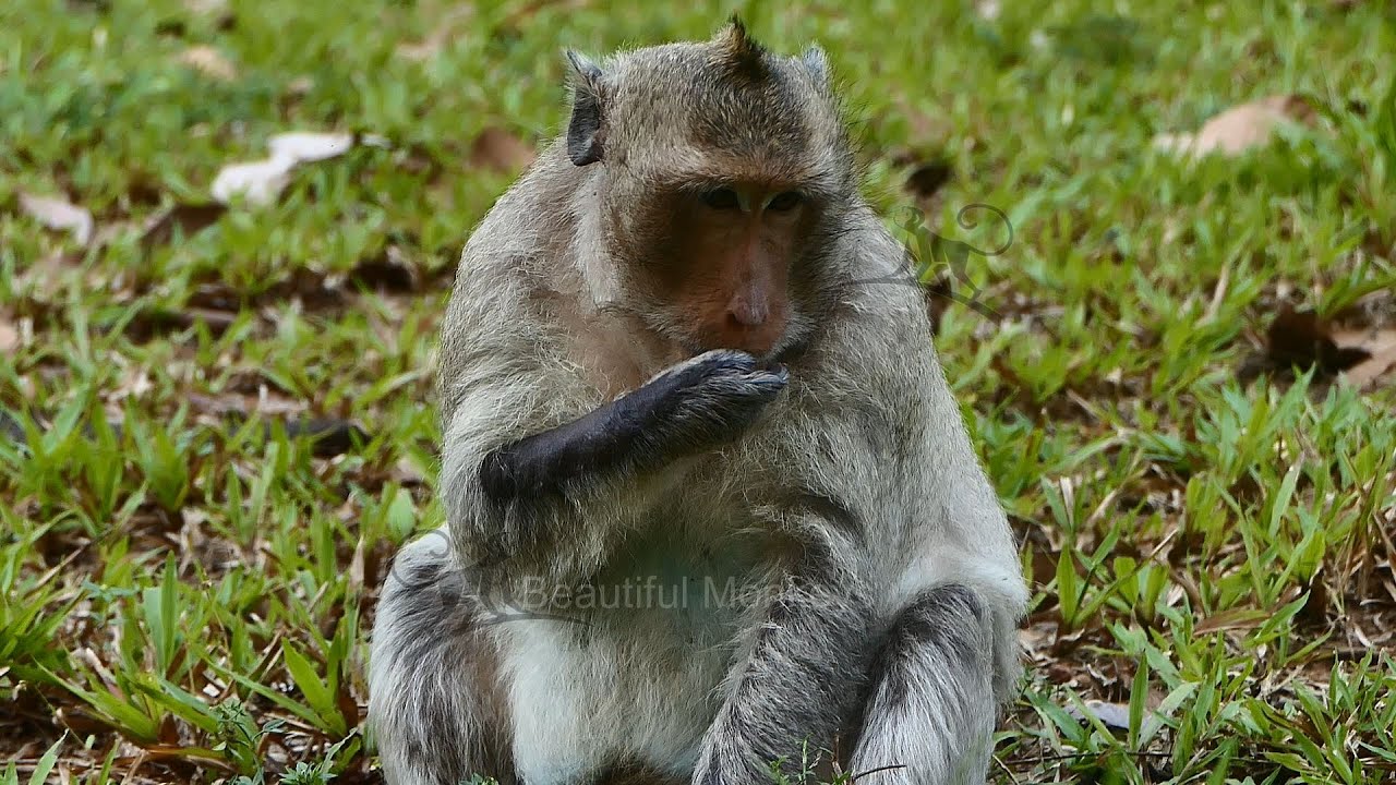 Sankra Monkey The King Of Amari Troop. He Protecting The Whole Family ...