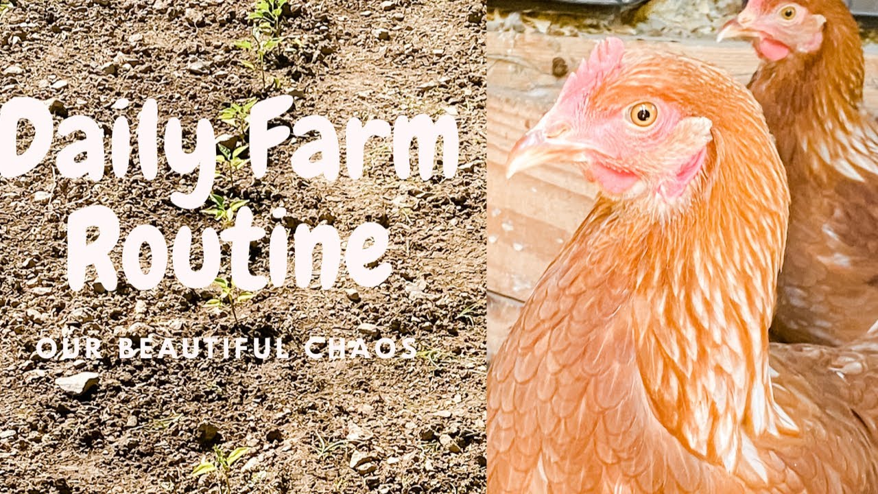 Daily Farm Routine - YouTube