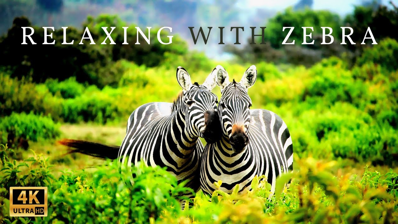 Zebras in 4K with calm nature sounds and music therapy for sleep ...