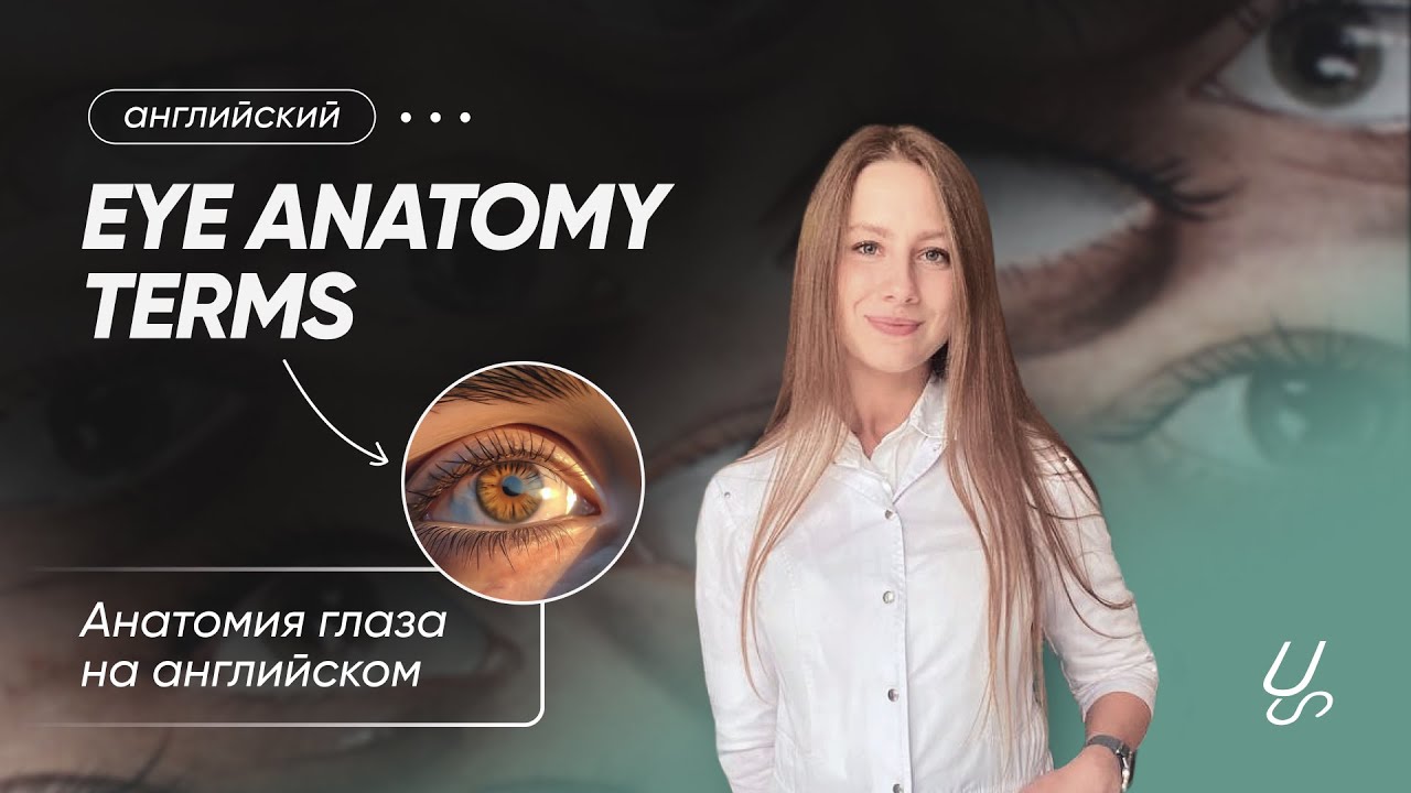 Медицинский английский | Eye anatomy terms. Анатомия глаза на ...
