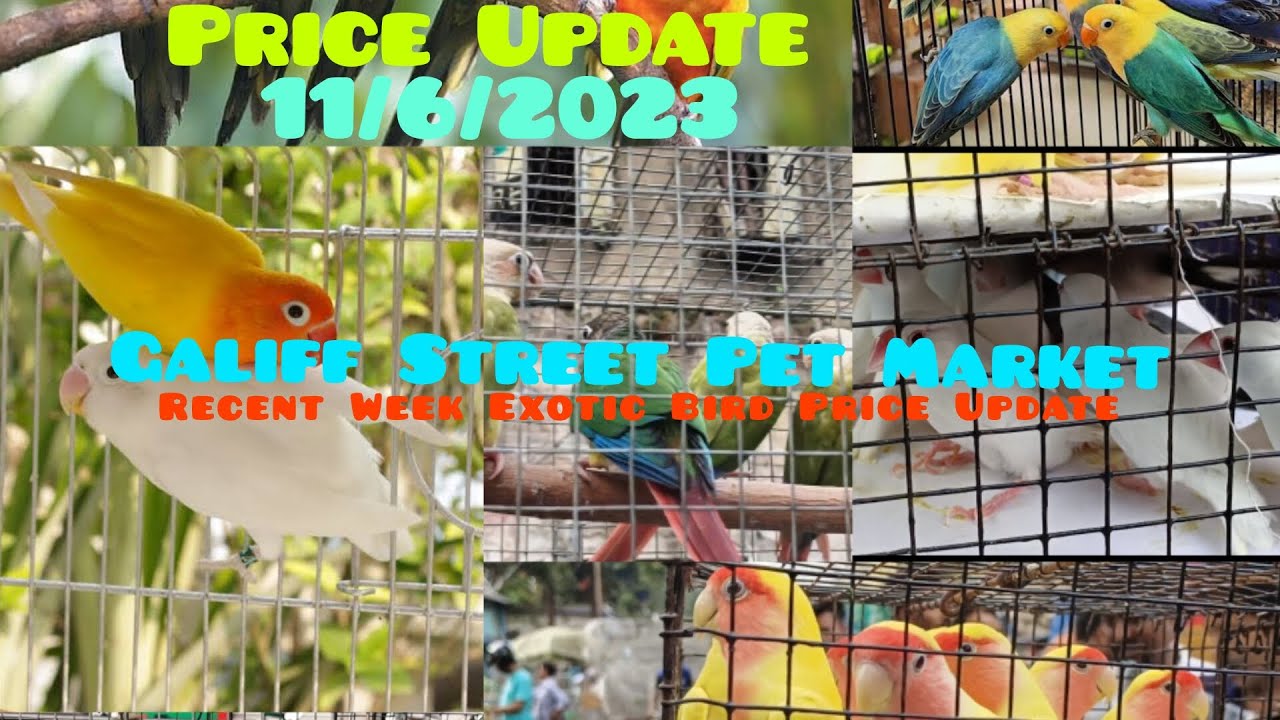 Recent Week All Exotic Bird Price Update! Galiff Street Cheapest Price ...