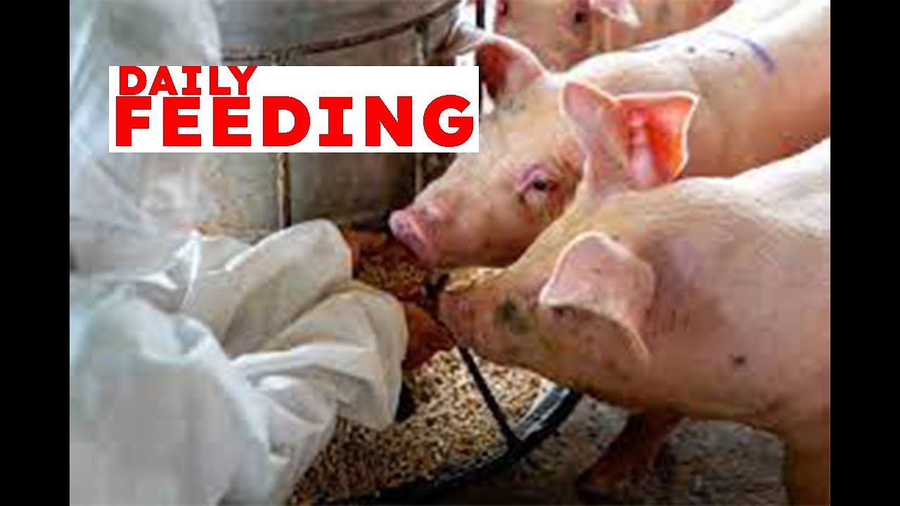 Proper feeding practice in pigs - YouTube