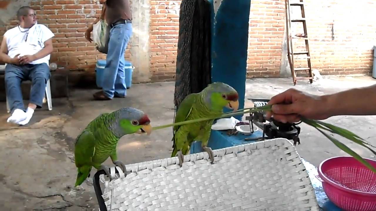 Tepames, Colima Mx - YouTube