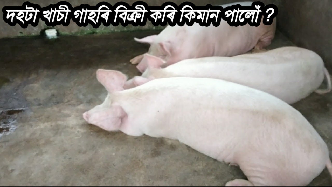 Khasi Gohori / Pig Farm In Assam / খাচী গাহৰি এটাত কিমান ? - YouTube