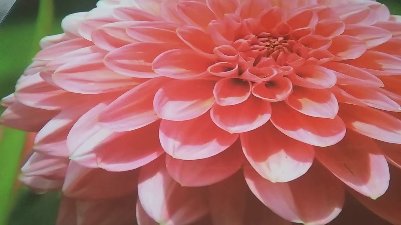 THE HARVEST Oct 21,2020 ROXANNE - YouTube