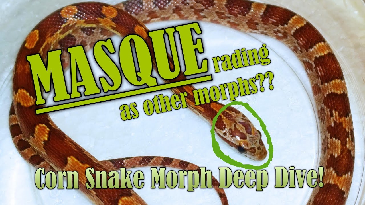 Rare Corn Snake Morphs
