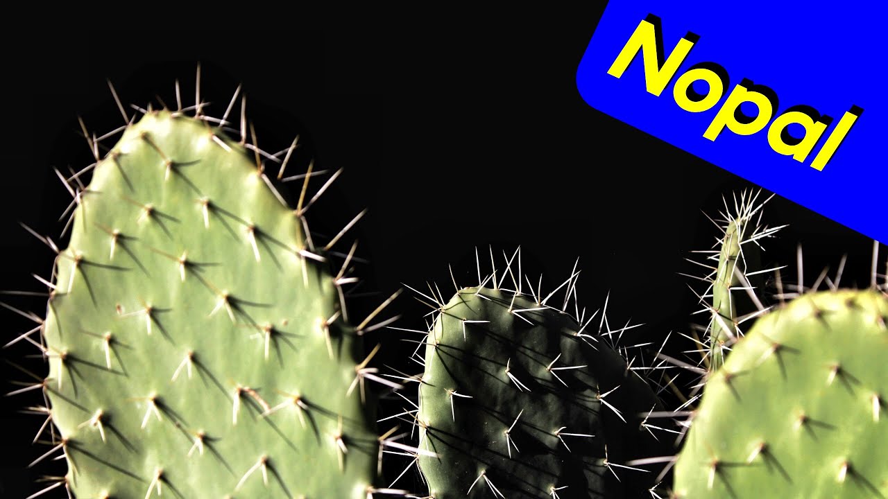 Nopales Cactus (Food) - YouTube