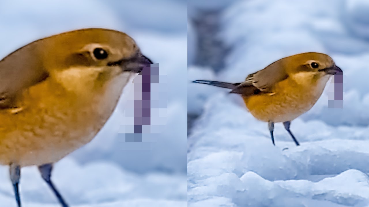 Shrike hunts prey in the snow [bird predation] - YouTube