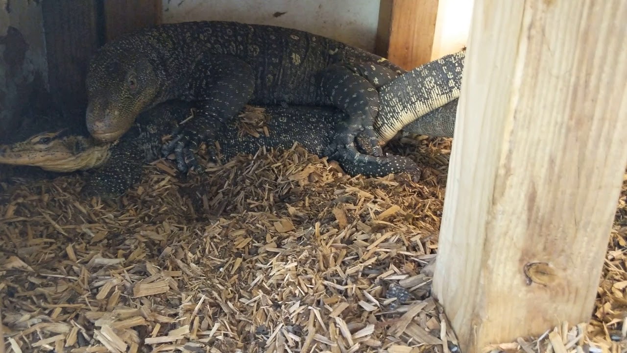 Crocodile Monitor Water Monitor Hybrid Breeding Varanus Salvatorii ...