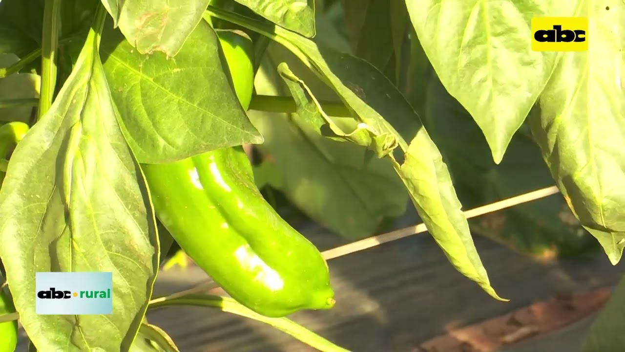 Inversión en híbridos de locote y los resultados positivos - YouTube