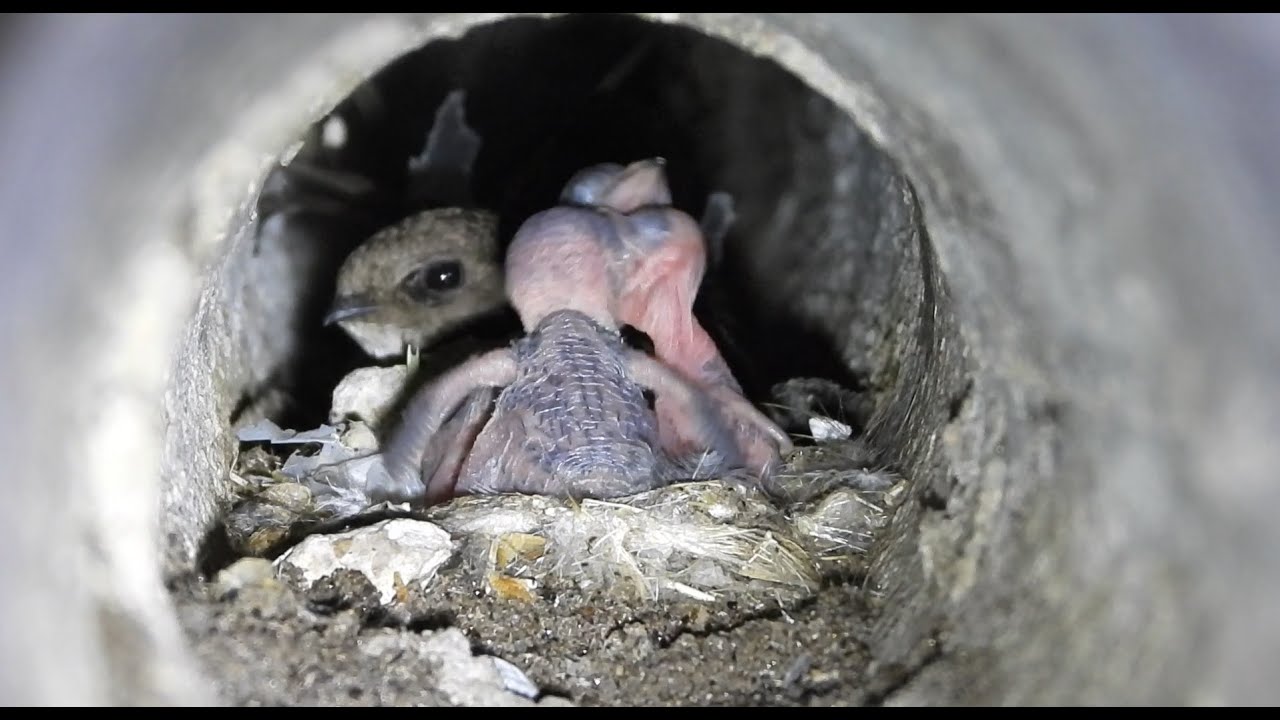 Common Swift chicks May 2022 in Bethlehem - YouTube