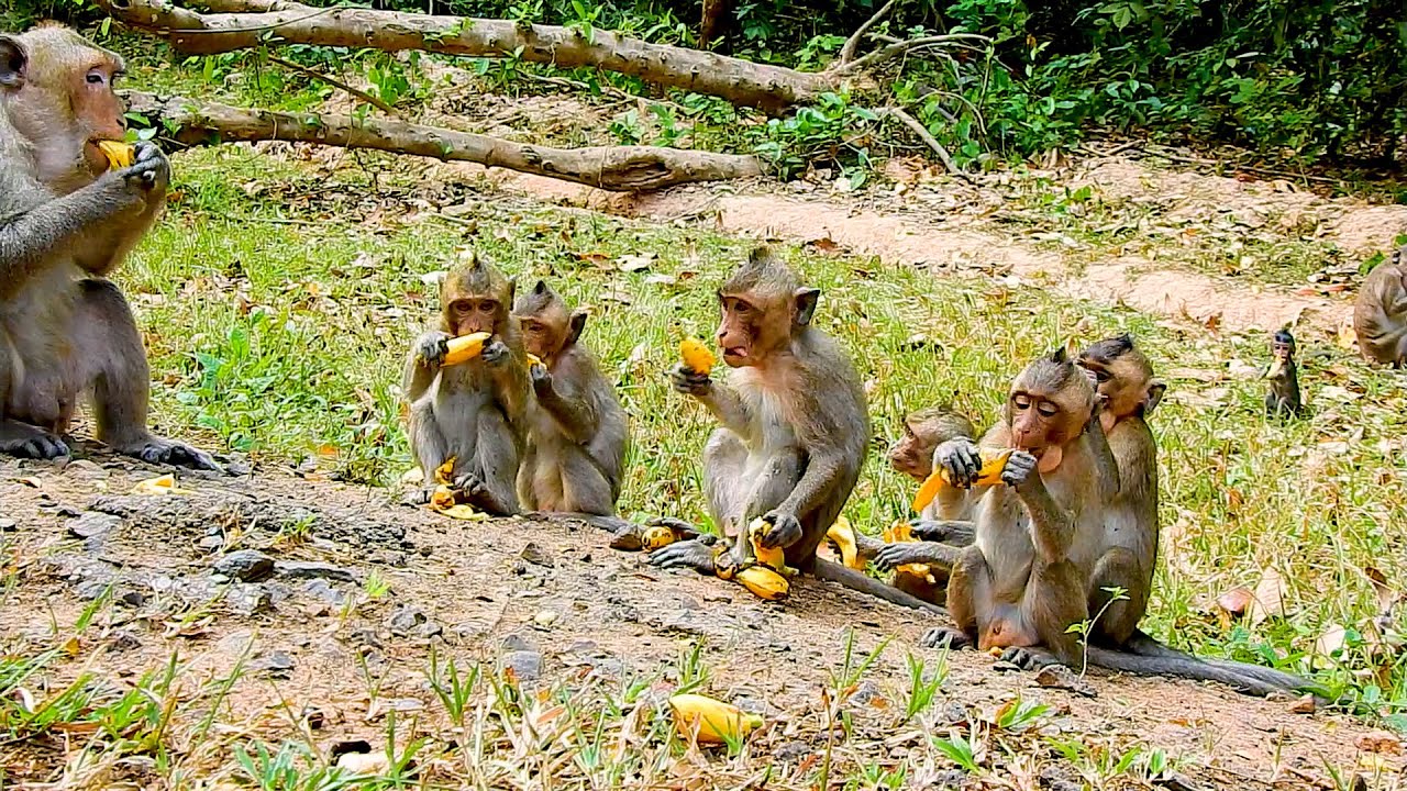 Happy to See All Monkeys Eating Fruit Together - YouTube