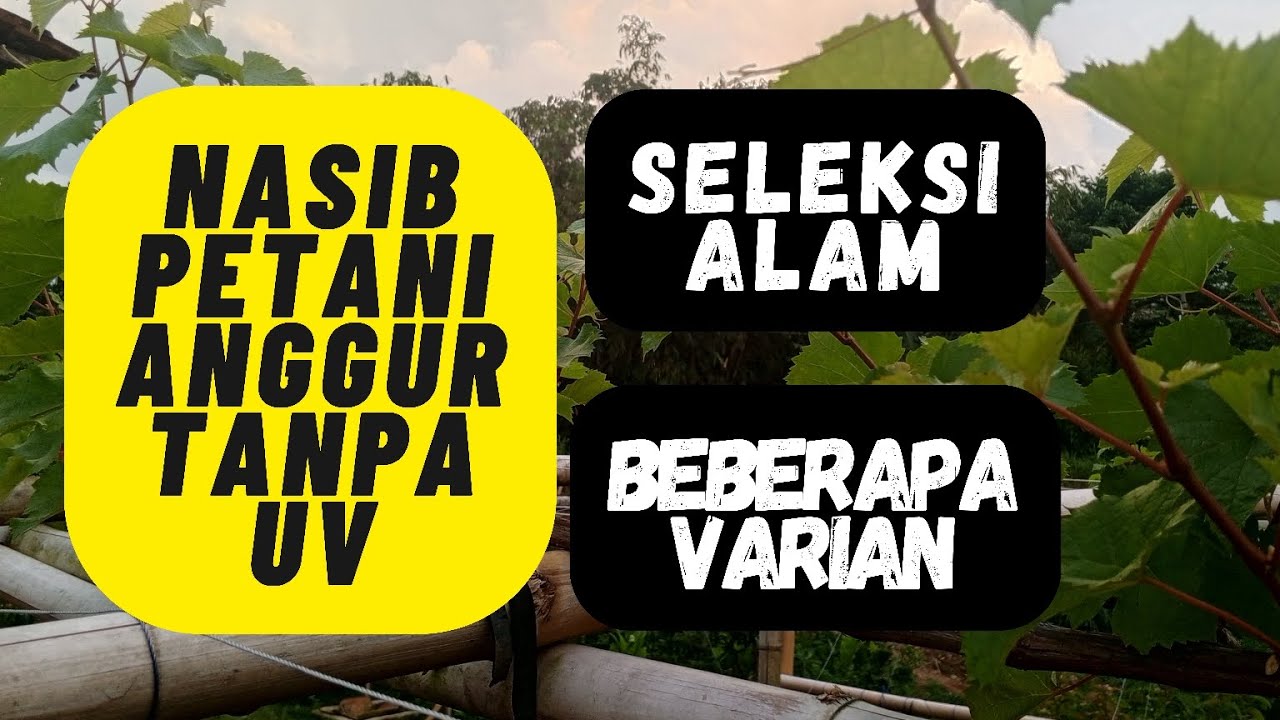 ANGGUR IMPORT TANPA NAUNGAN DI MUSIM HUJAN - YouTube