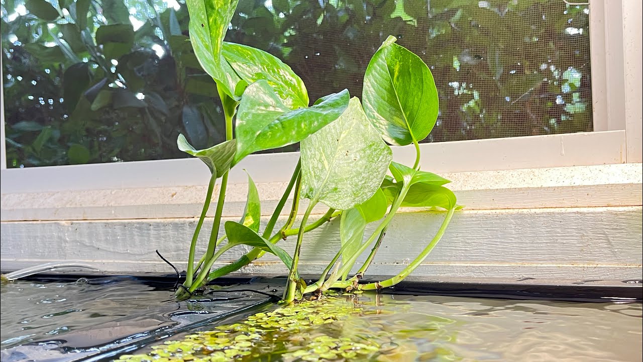 HOW TO PLANT POTHOS PLANTS IN YOUR aquarium ultimate NATURAL WATER ...