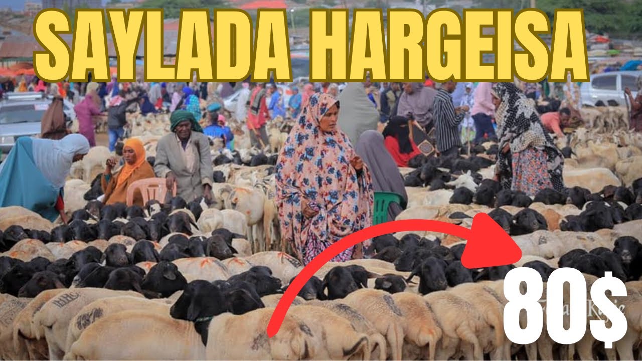 SAYLADA XOOLAHA EE MAGAALADA HARGEISA - YouTube