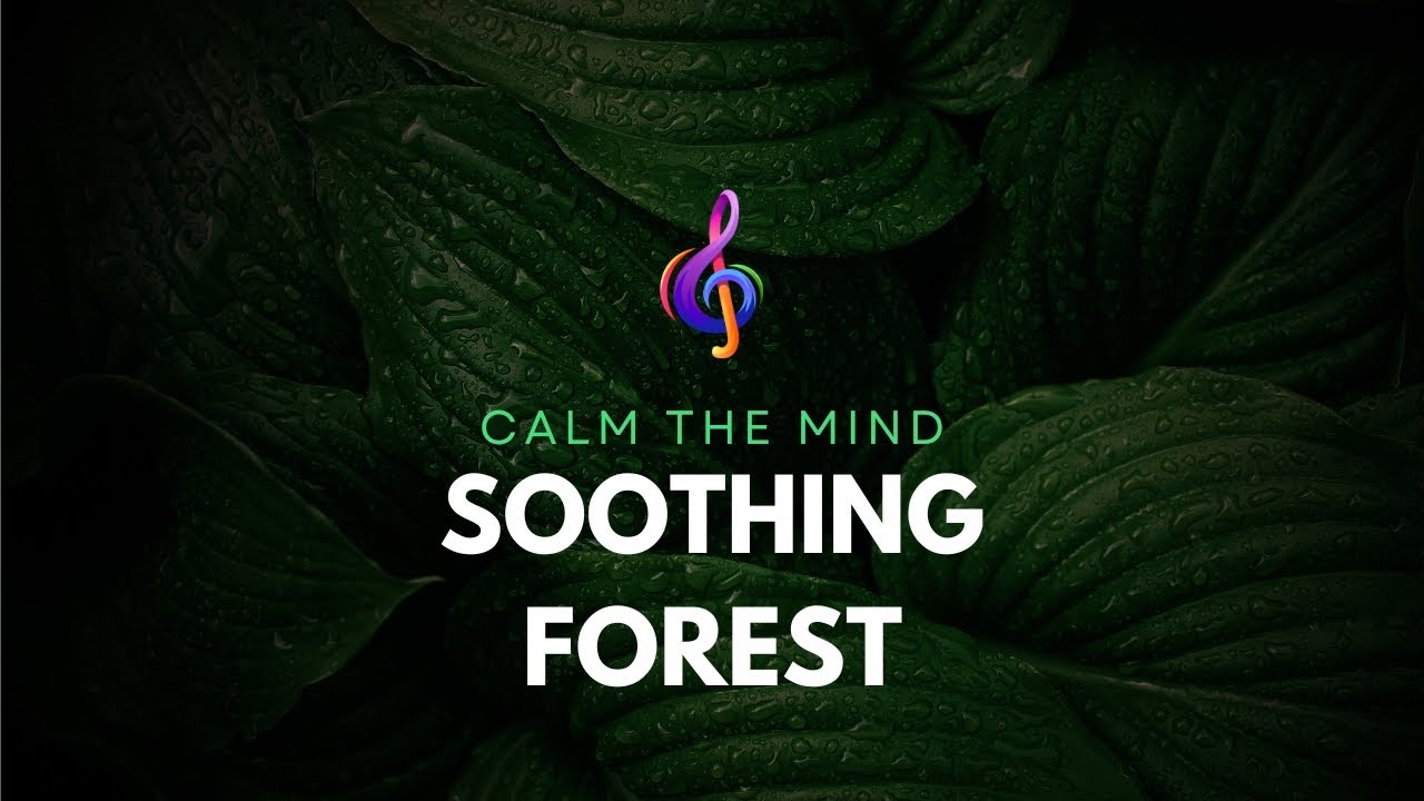 Soothing forest sounds for sleep, study, programming, relaxing ...