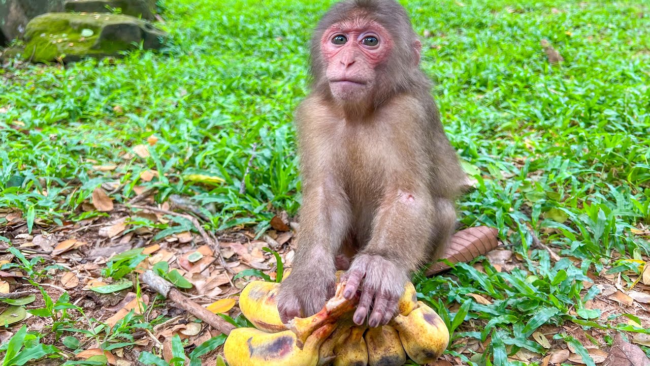 A moment good life adorable Barla Monkey with her friends in the jungle ...