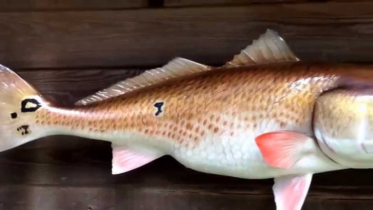 43" bull Redfish replica by Anglers Choice Fish Mounts. - YouTube