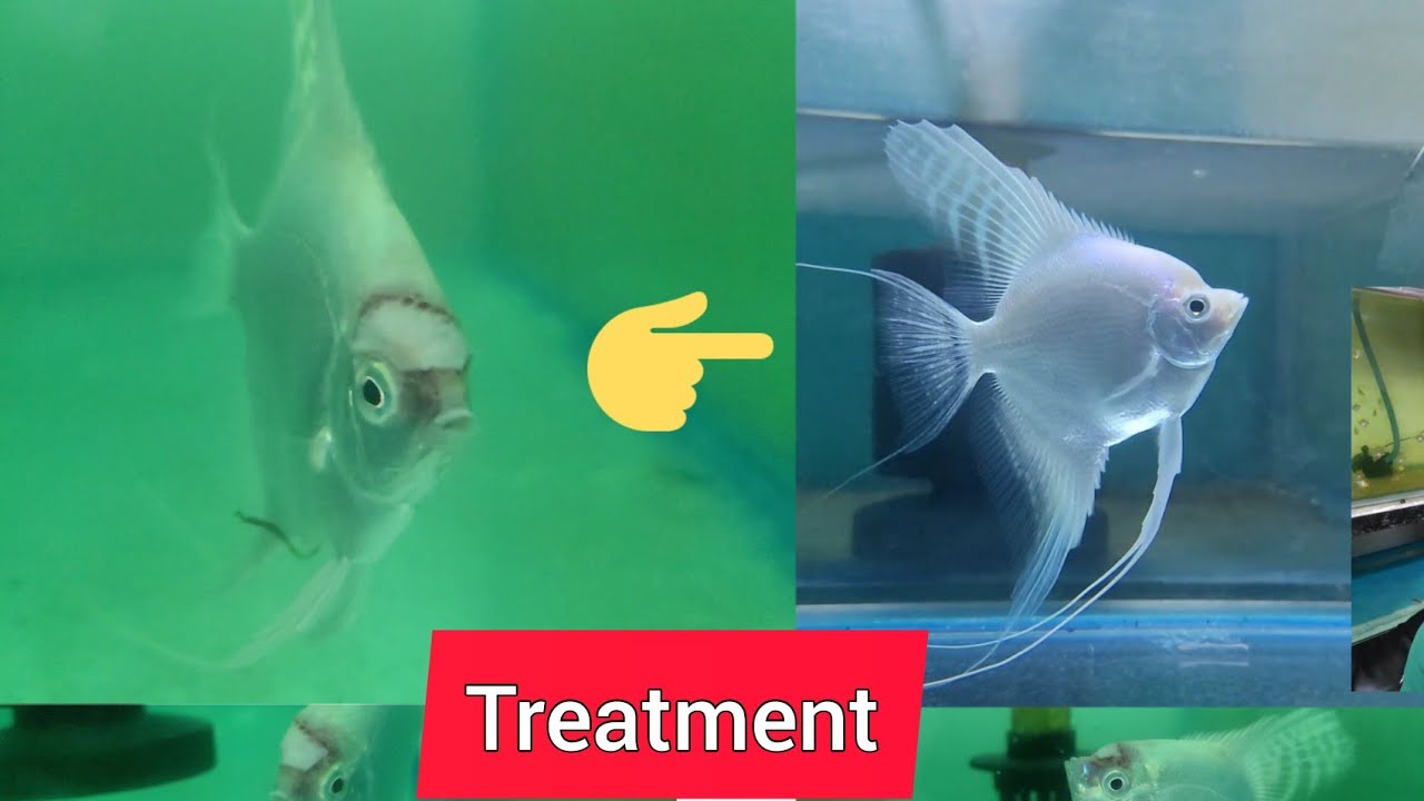 angel fish diseases and treatment . - YouTube