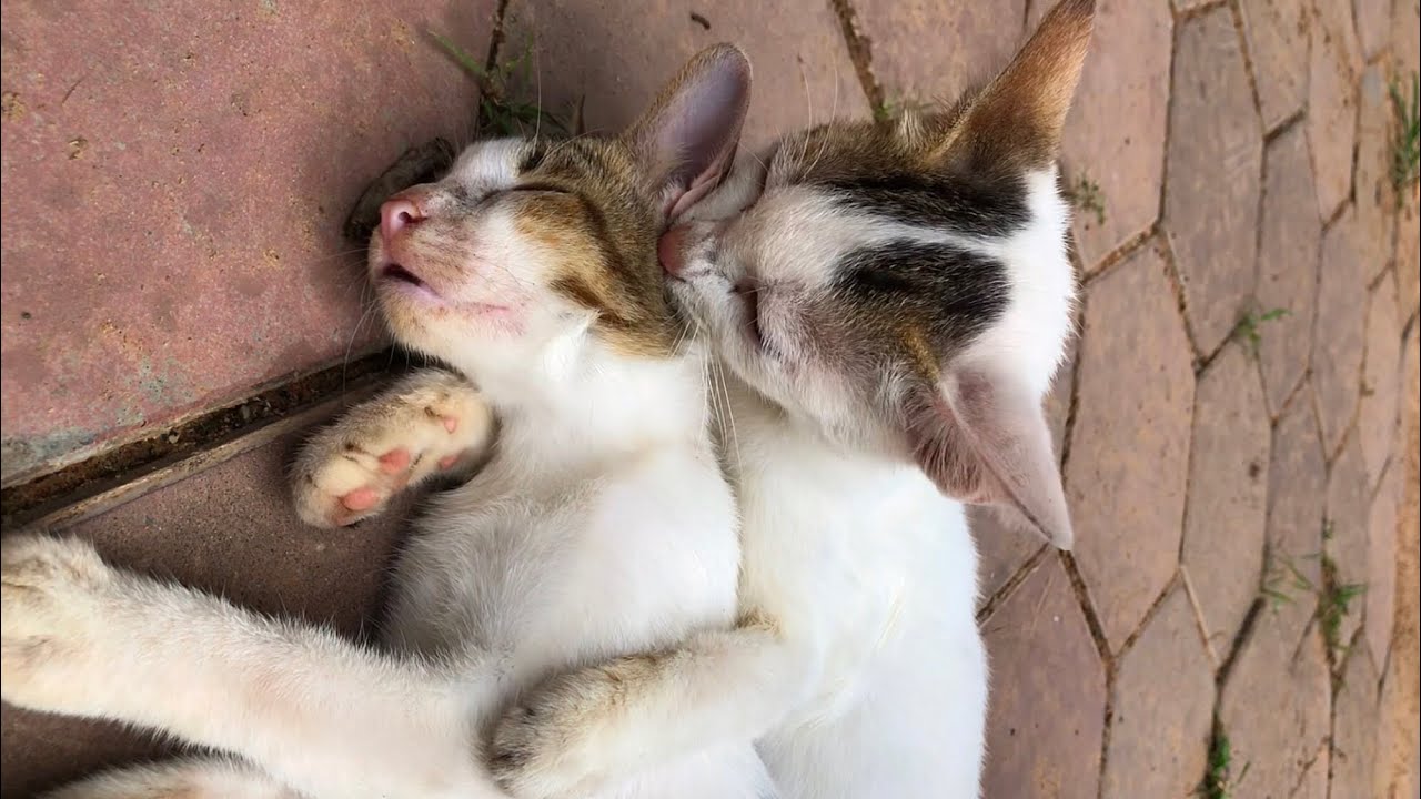 So Funny!? Cute Cat Playing🐈 - YouTube
