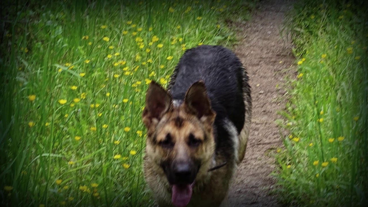 SUNDAY WOLF WALK - YouTube