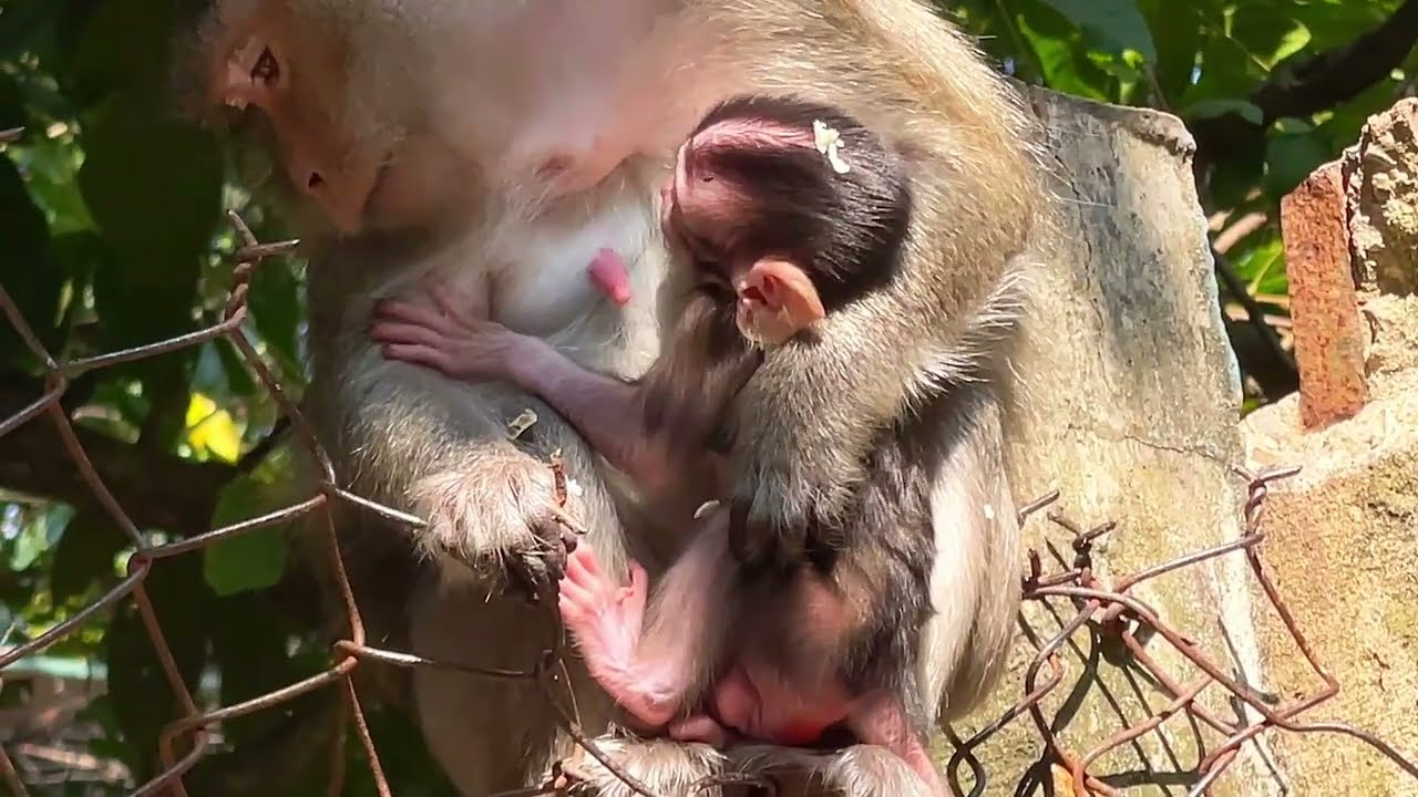 Unbelievable Bond! 🥺 Mom Monkey Holds Newborn Tightly on Fence — So ...