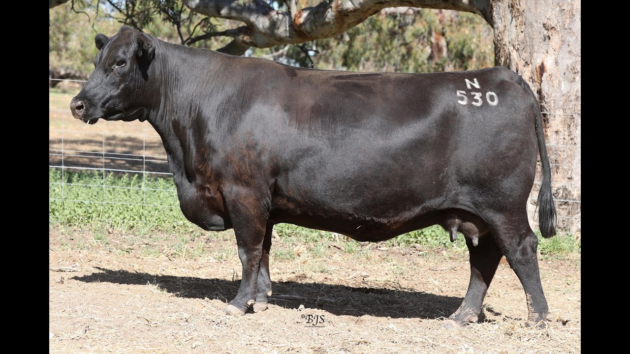 Lot 13 HXPN530 Phoenix Park Angus - YouTube