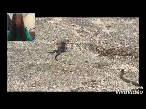 IGUANA VS SNAKES - ANIMAL PLANET II : VLOG #4 - YouTube