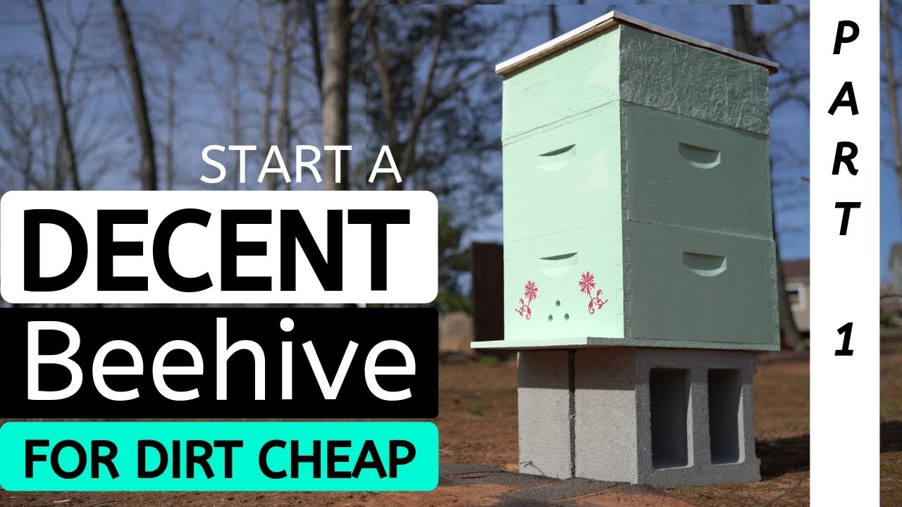 Starting A Beehive For Dirt Cheap & Setting Up Beehive For Success ...