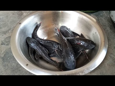 Saka fish cooking recipe 2024 - YouTube